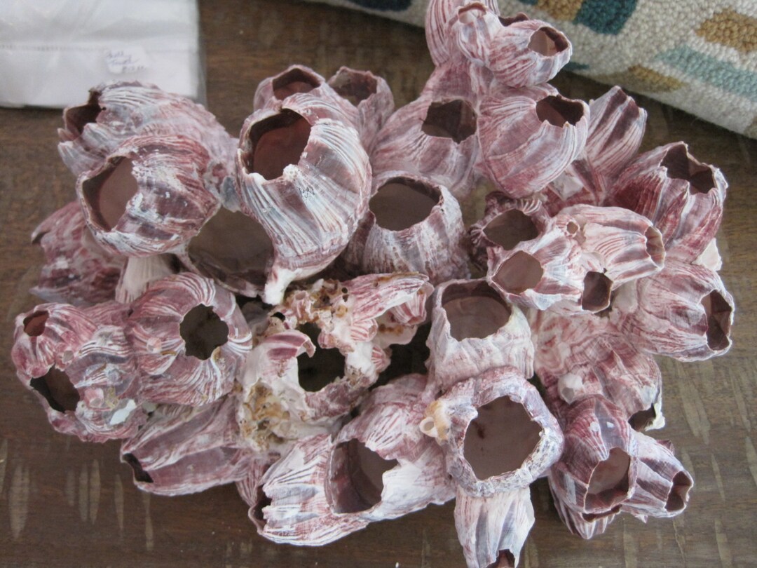 Beach Decor Large Barnacle Coral - Purple Coral - Seashells - Real ...