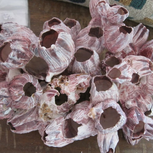 Beach Decor Barnacle Coral Coral Seashells Beach Decor | Etsy