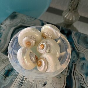 Cinnerus Pearl Seashells (6 Pcs) - Turbo Shells - Pearlized Shells ...