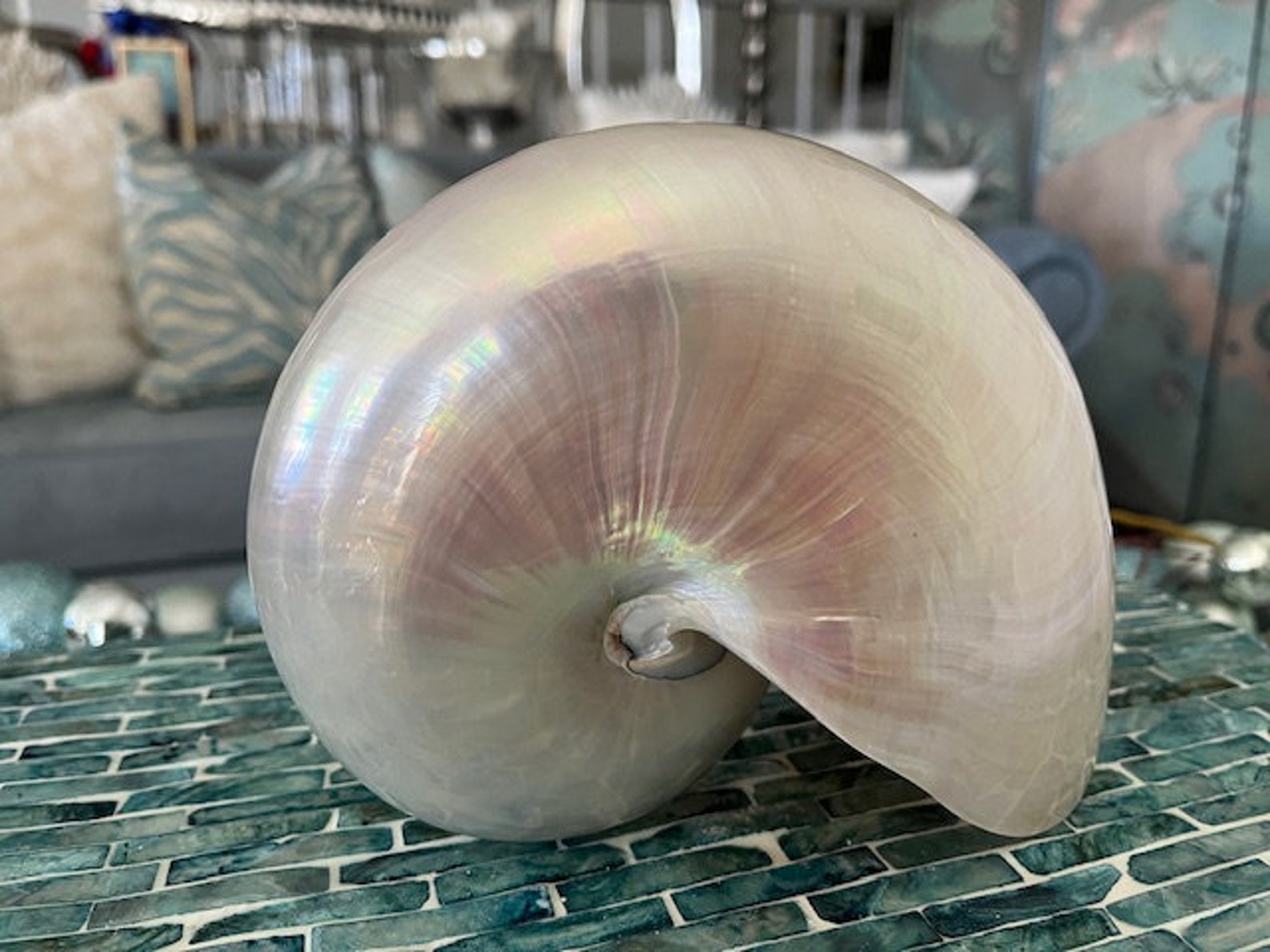 Polished Nautilus Shell Large Nautilus Shell Pearlized Nautilus Coastal ...