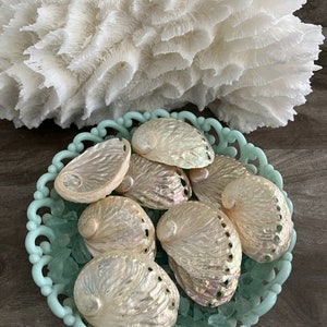 Beach Decor Abalone Shells (5 PCS) - Abalone Shells - Lg Abalones ...
