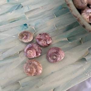 Pink Pearl Umbonium Shells (10 Pcs) - Large Pink Umboniums - Craft ...