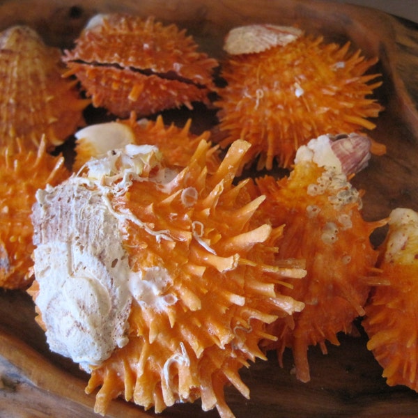 Orange Spiny Oyster - Etsy