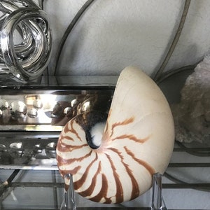 Beach Decor Seashell Stand - Large and Small Display Stands - Shell ...
