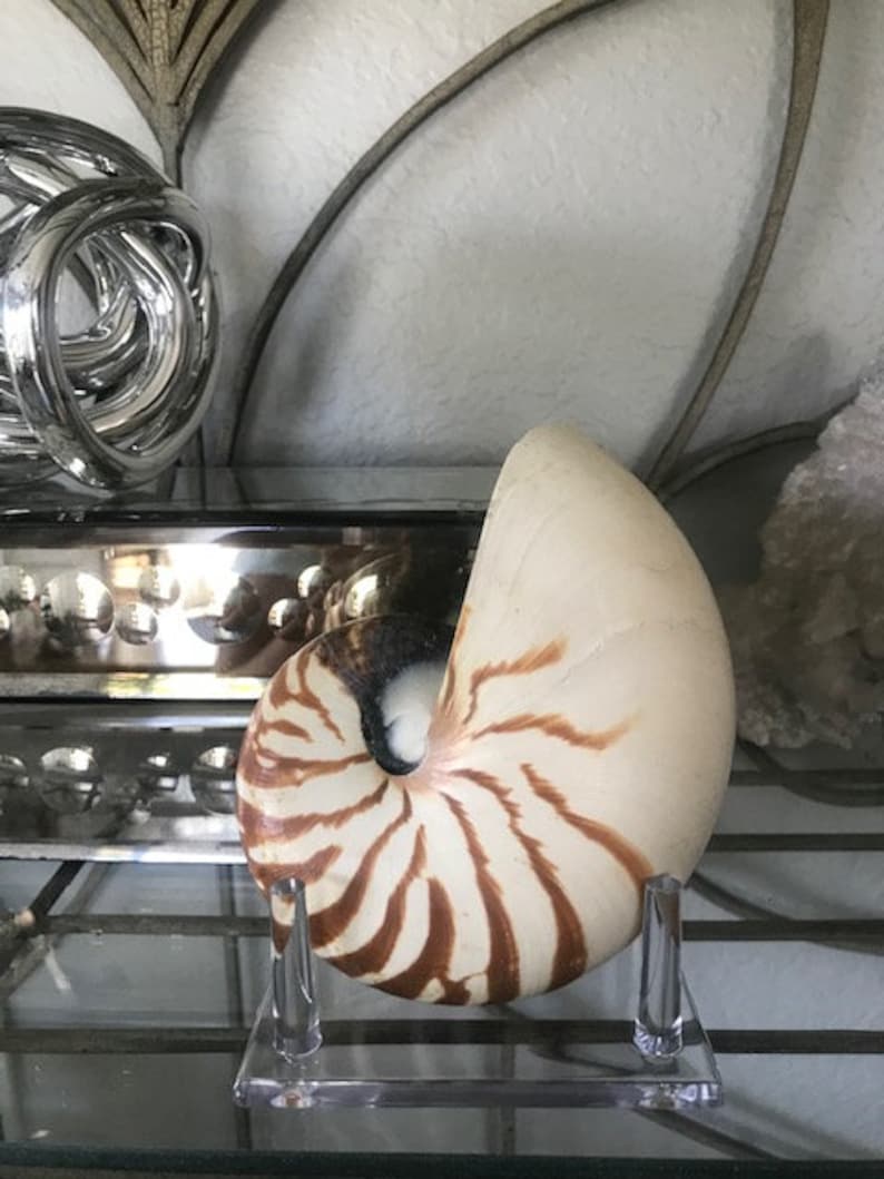 Beach Decor Seashell Stand Large and Small Display Stands | Etsy