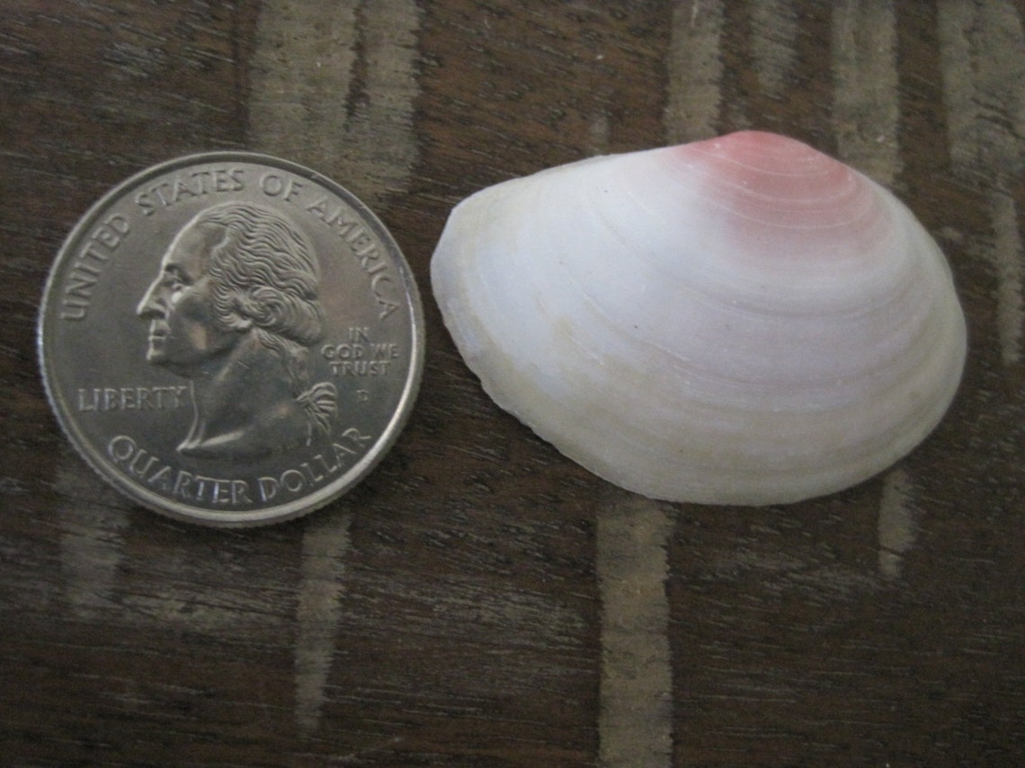 Pink Tellin Shells 1 Cup Craft Shells Beach Wedding | Etsy