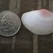 Pink Tellin Shells - (1 Cup) - Craft Shells - Beach Wedding - Nautical ...