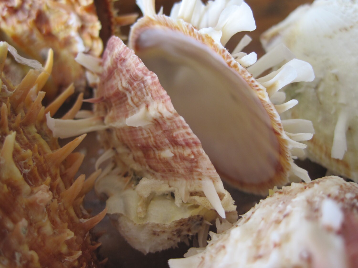 Pale White/brown/purple Spiky Spiny Oyster Shells 2 Shells | Etsy