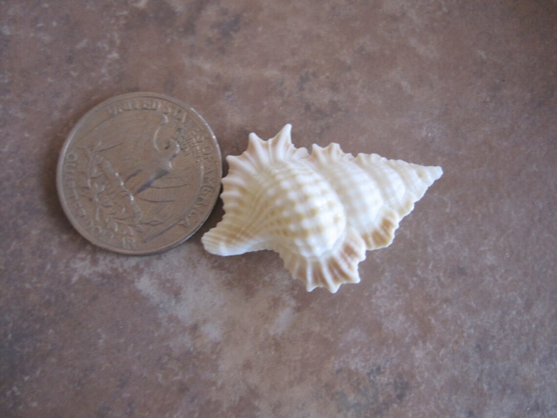 Maple Leaf Shells (6) - Beach Decor - Seashells- Seashell Supply ...