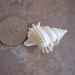 Maple Leaf Shells (6) - Beach Decor - Seashells- Seashell Supply ...