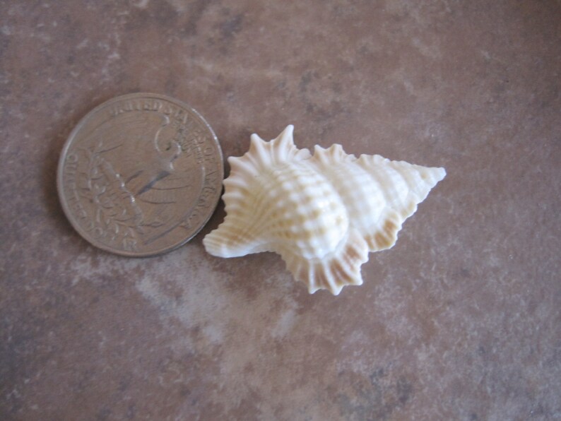 Maple Leaf Shells 6 Beach Decor Seashells Seashell - Etsy