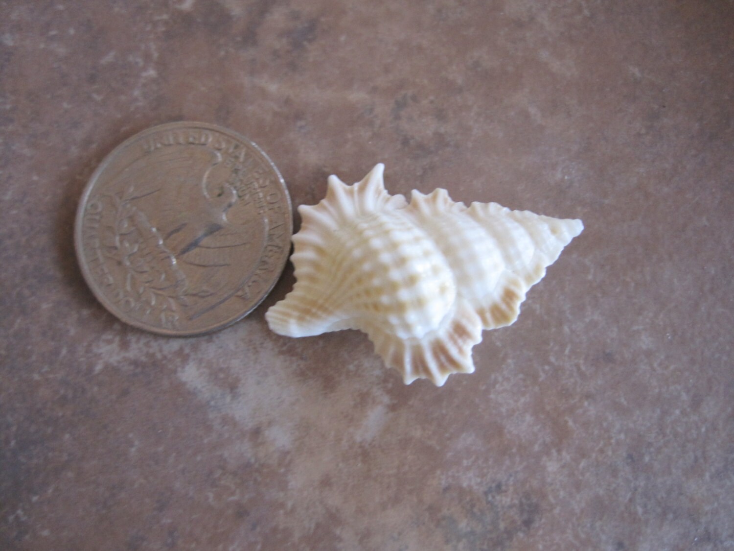 Maple Leaf Shells (6) - Beach Decor - Seashells- Seashell Supply ...