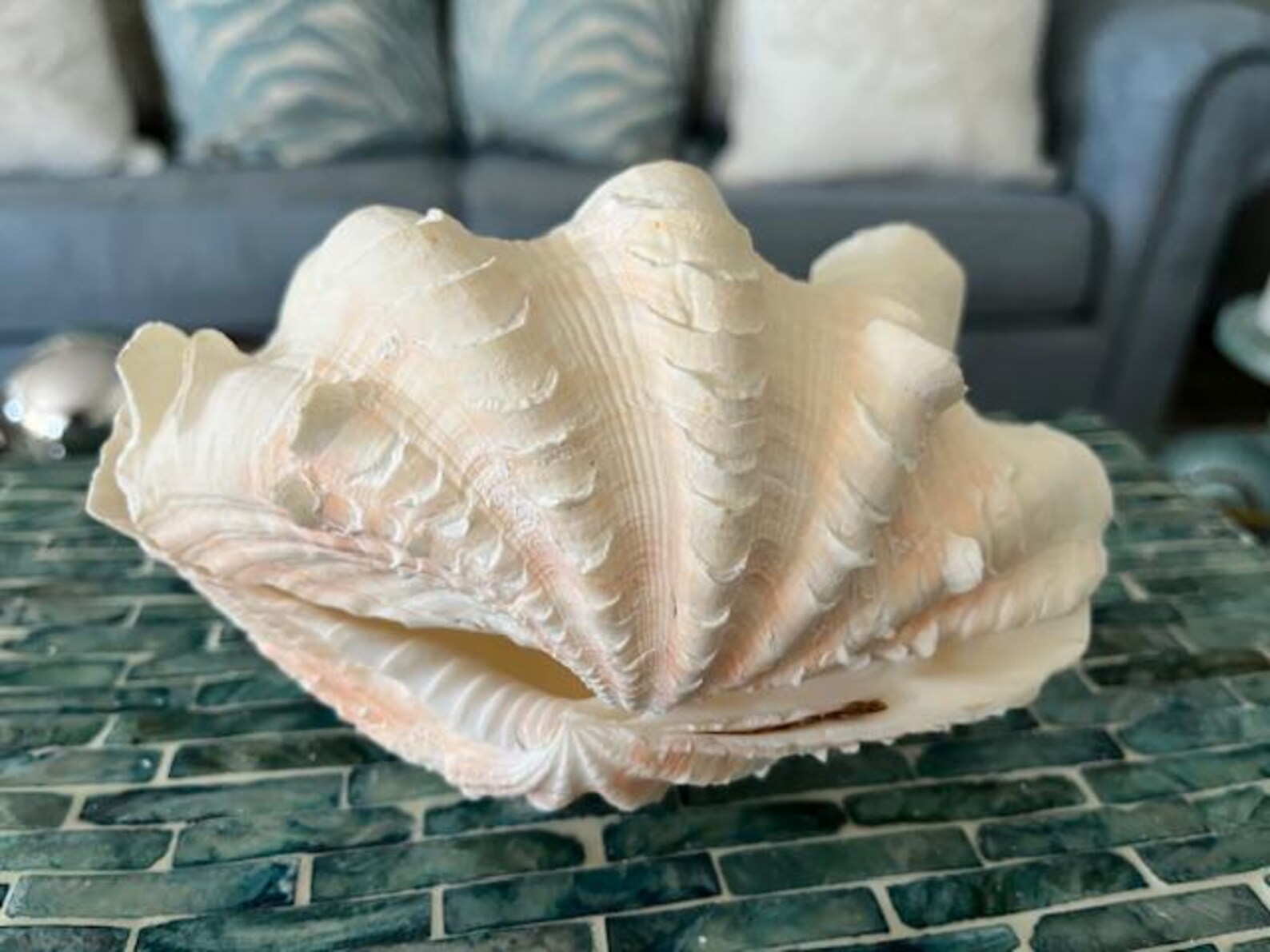 Double Squamosa Rare Clam Shell Pale Peach and White Double Clam Shell ...