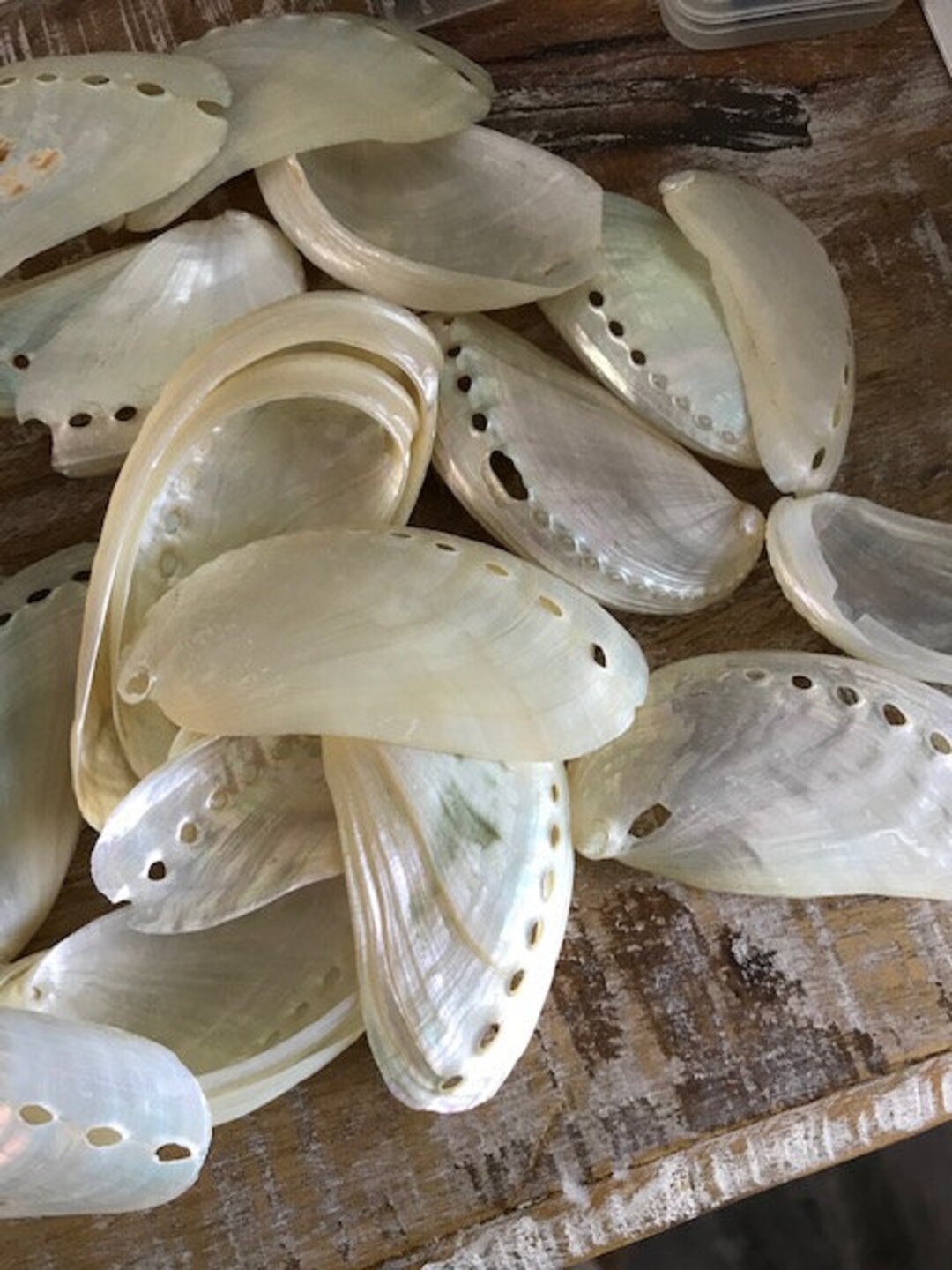 Imperfect Donkey Ear Abalone Shells Bulk Abalone Shells Beach Wedding ...