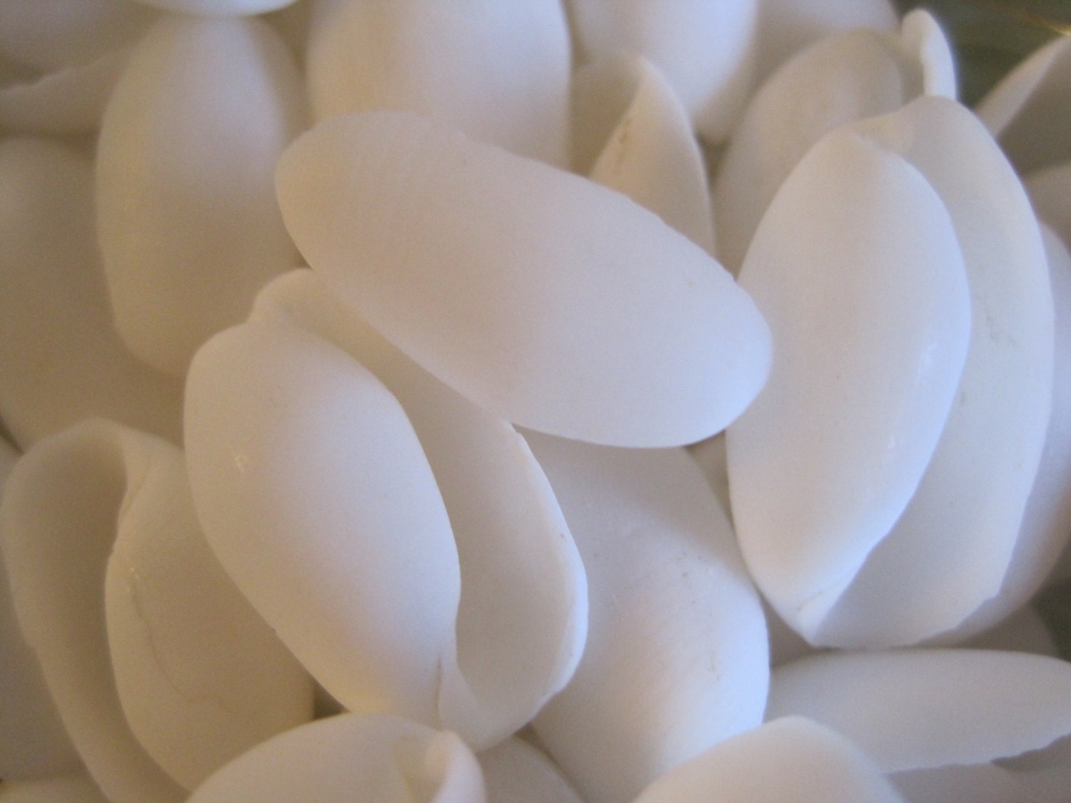 Beach Decor White Bubble Shells 15 Bubble Shell Seashell | Etsy