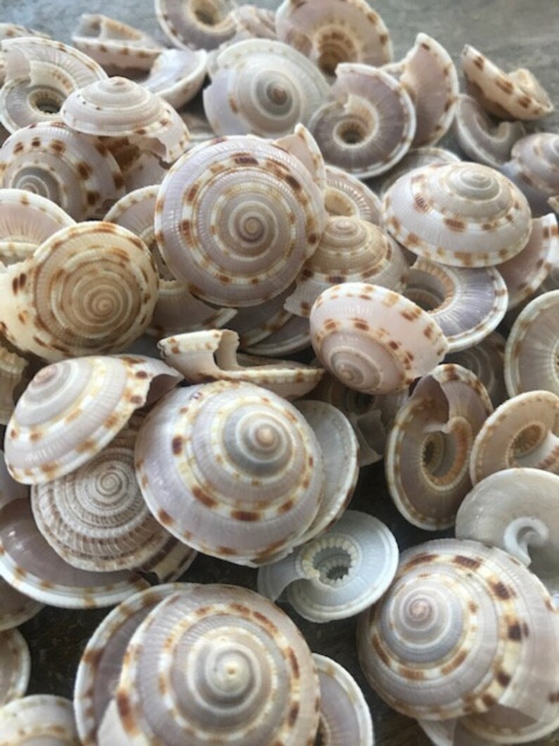 Small Sundial Seashells 10 Seashell Supply Beach Wedding - Etsy