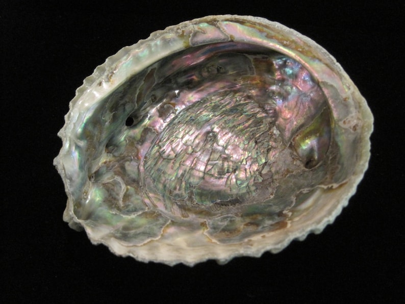 Rainbow Pink Abalone Seashell 1 Large Abalone Shell - Etsy