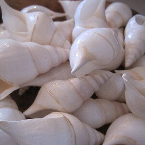 White Tibia Shells (6) - Tibia Shells - Seashells- Seashell Supply ...