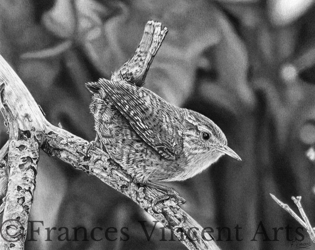 Wren Fine Art Print little Wren. Animal Wall Art 12x10 Mounted. - Etsy UK