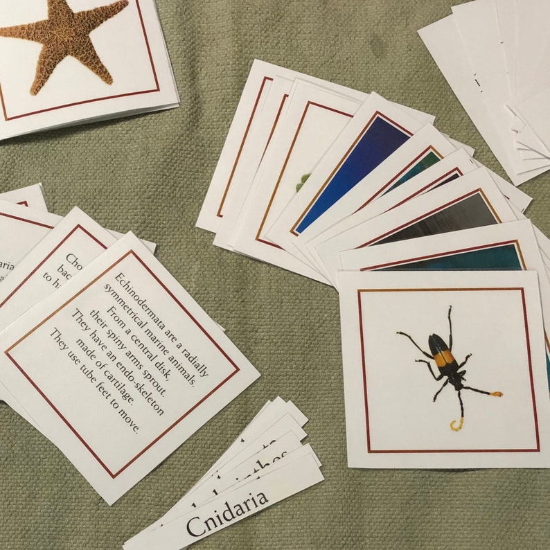 Kingdom Animalia Book and 3 Part Cards - Etsy