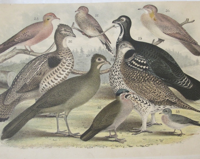 Antique 1880's Chromolithograph Print From Jacob Studer's Ornithology ...