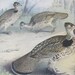 Antique 1880's Chromolithograph Print From Jacob Studer's Ornithology ...
