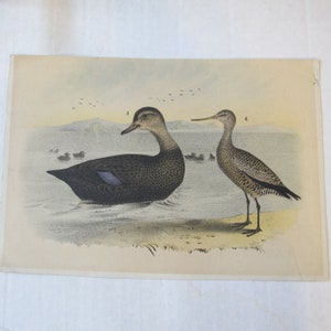 Antique 1880's Chromolithograph Print From Jacob Studer's Ornithology ...