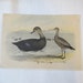 Antique 1880's Chromolithograph Print From Jacob Studer's Ornithology ...