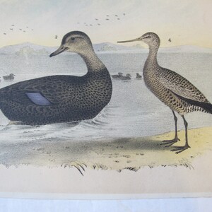 Antique 1880's Chromolithograph Print From Jacob Studer's Ornithology ...