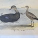 Antique 1880's Chromolithograph Print From Jacob Studer's Ornithology ...