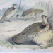 Antique 1880's Chromolithograph Print From Jacob Studer's Ornithology ...
