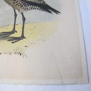 Antique 1880's Chromolithograph Print From Jacob Studer's Ornithology ...