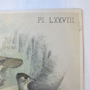 Antique 1880's Chromolithograph Print From Jacob Studer's Ornithology ...