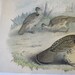 Antique 1880's Chromolithograph Print From Jacob Studer's Ornithology ...