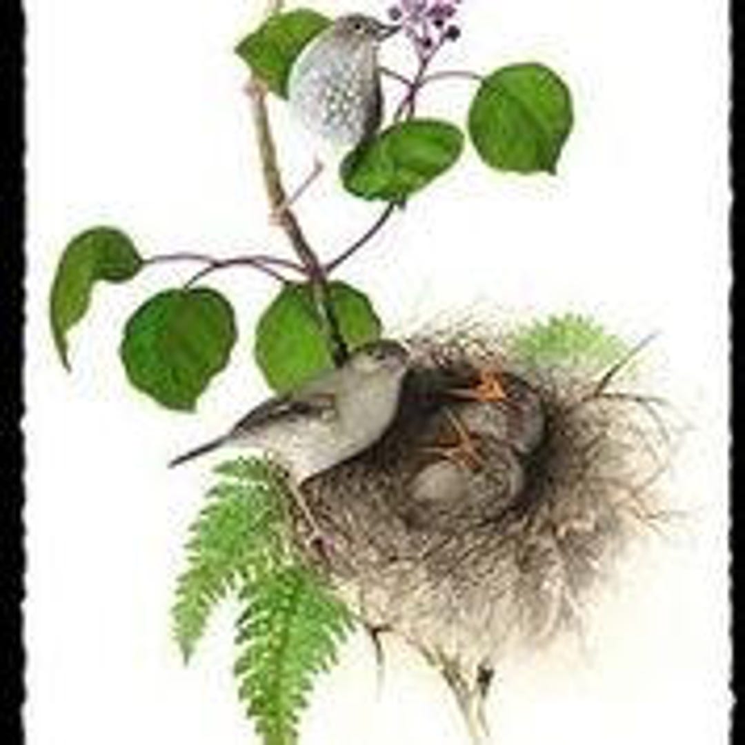 Puaiohi Family - Etsy
