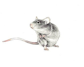 Field Mouse Print: Digital print of an original drawing | Etsy