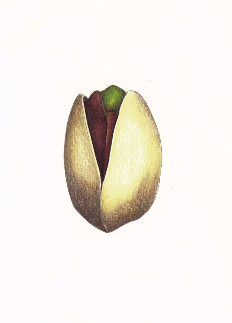 Pistachio Art Print of an Original Drawing Available 5x7" or 8x10" - Etsy
