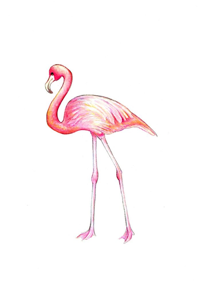Pink Flamingo Art Print of an Original Drawing Available 5x7" or 8x10 ...