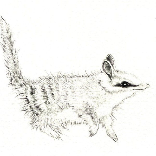 Numbat - Etsy