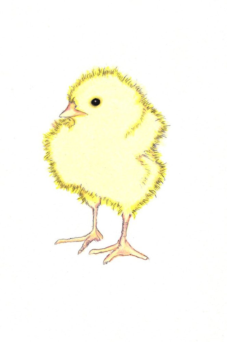 Baby Chick Print: Digital Print of an Original Drawing Available 5x7 ...