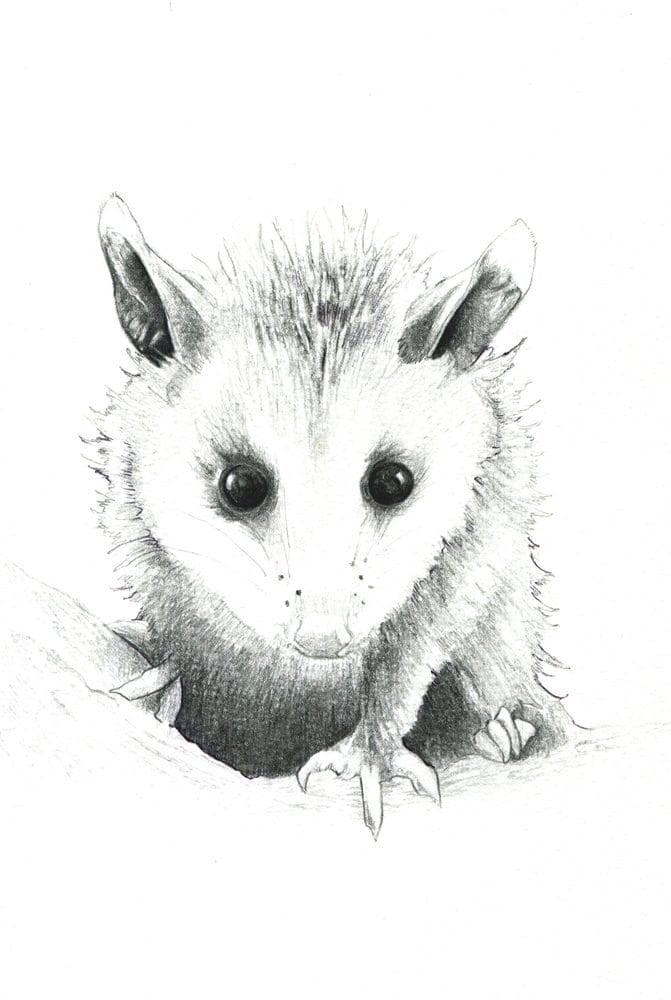 Possum Drawing
