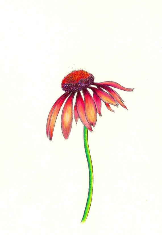 Echinacea Flower art print of an original drawing available | Etsy