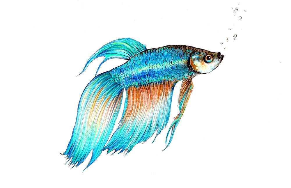 Beta Fish Art Print of an Original Drawing Available 5x7" or 8x10" - Etsy
