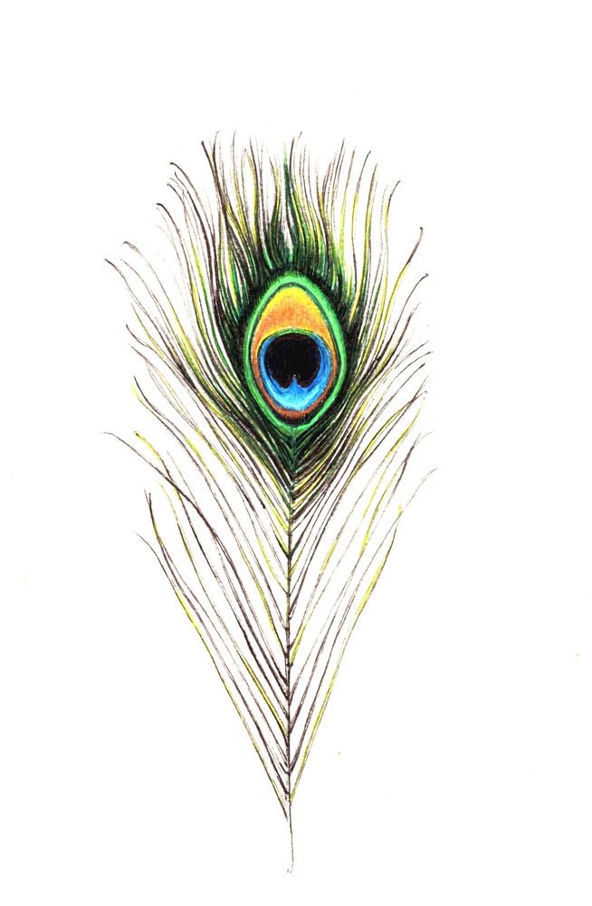 Peacock Feather Print: Digital Print of an Original Drawing Available ...