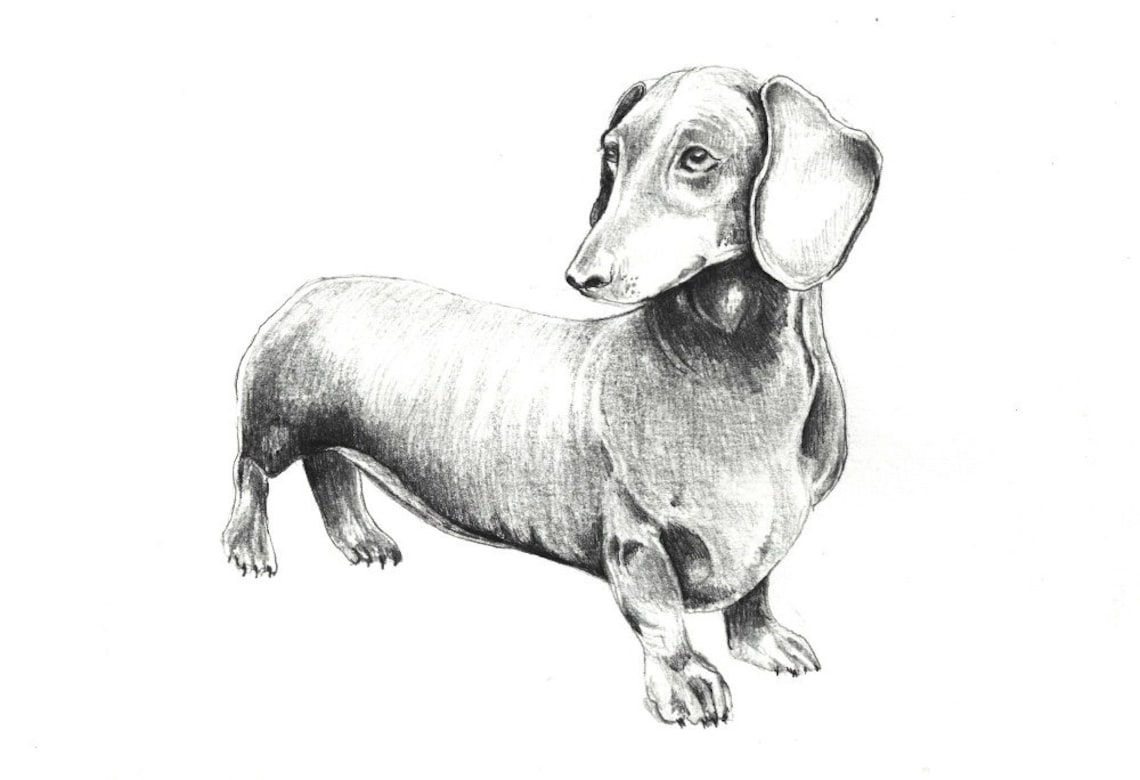 Wiener Dog Art Print of an Original Drawing Available 5x7 or 8x10 - Etsy