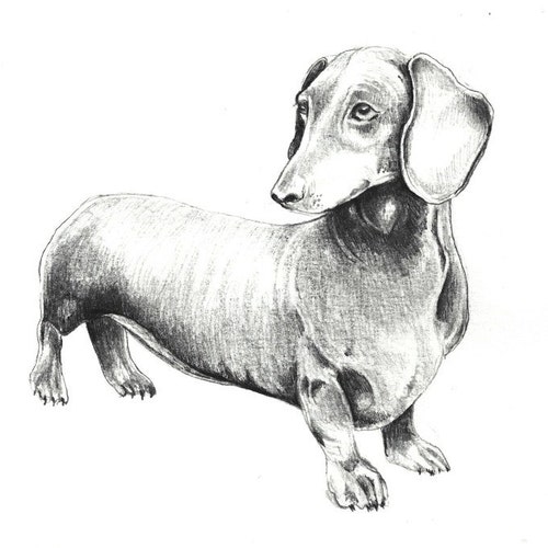 Wiener Dog Art Print of an Original Drawing Available - Etsy
