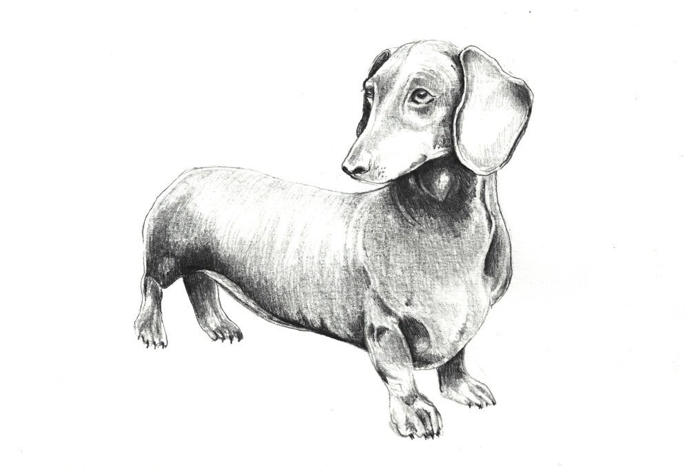 Wiener Dog Art Print of an Original Drawing Available 5x7 or 8x10 - Etsy