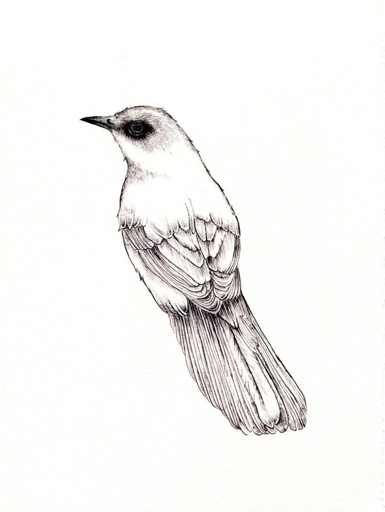 Northern Mockingbird Print: Digital Print of an Original B/w Drawing ...