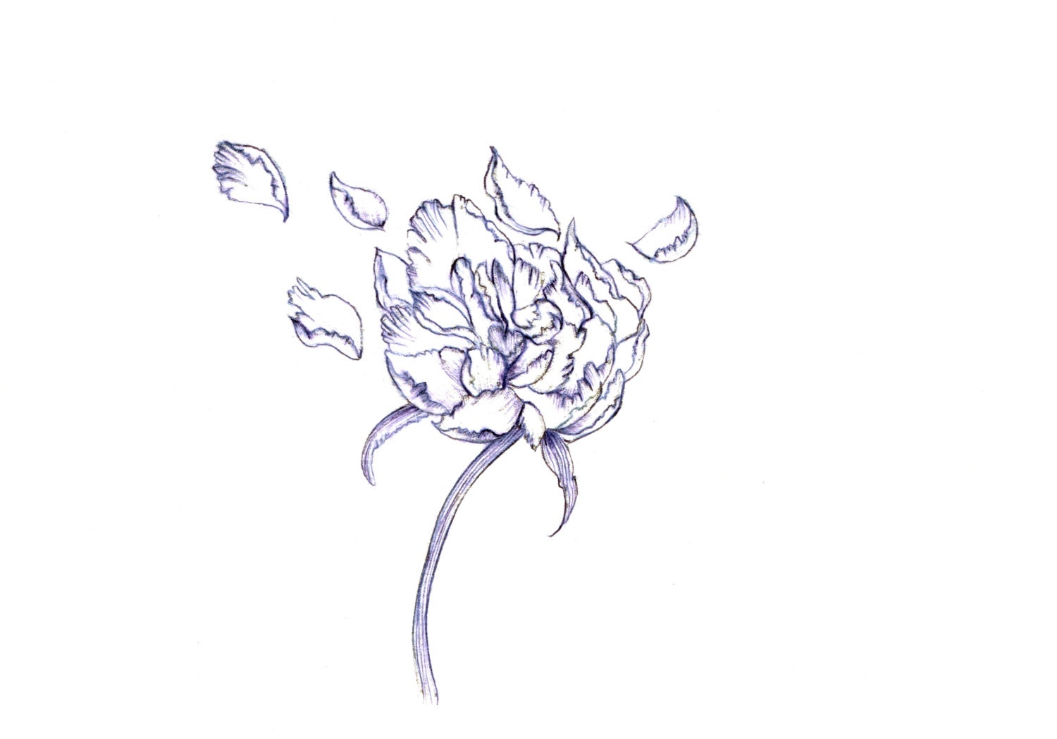 Petal Drawing