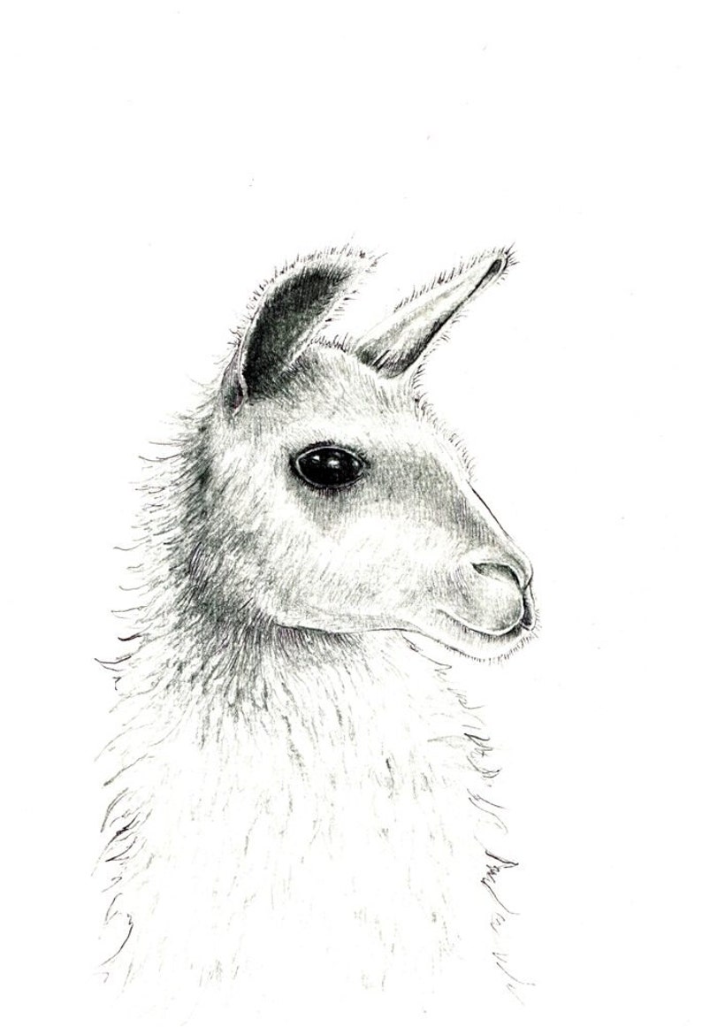Llama Art Print of a Drawing Available 5x7 or 8x10 - Etsy
